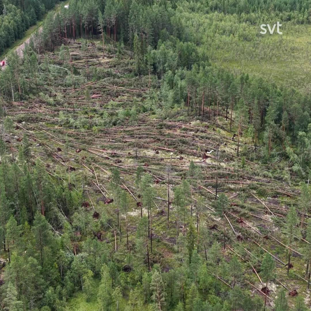 Tromb fällde träd i Dalarna – se den stora mängden fällda träd mellan Malung och Öje | SVT Nyheter